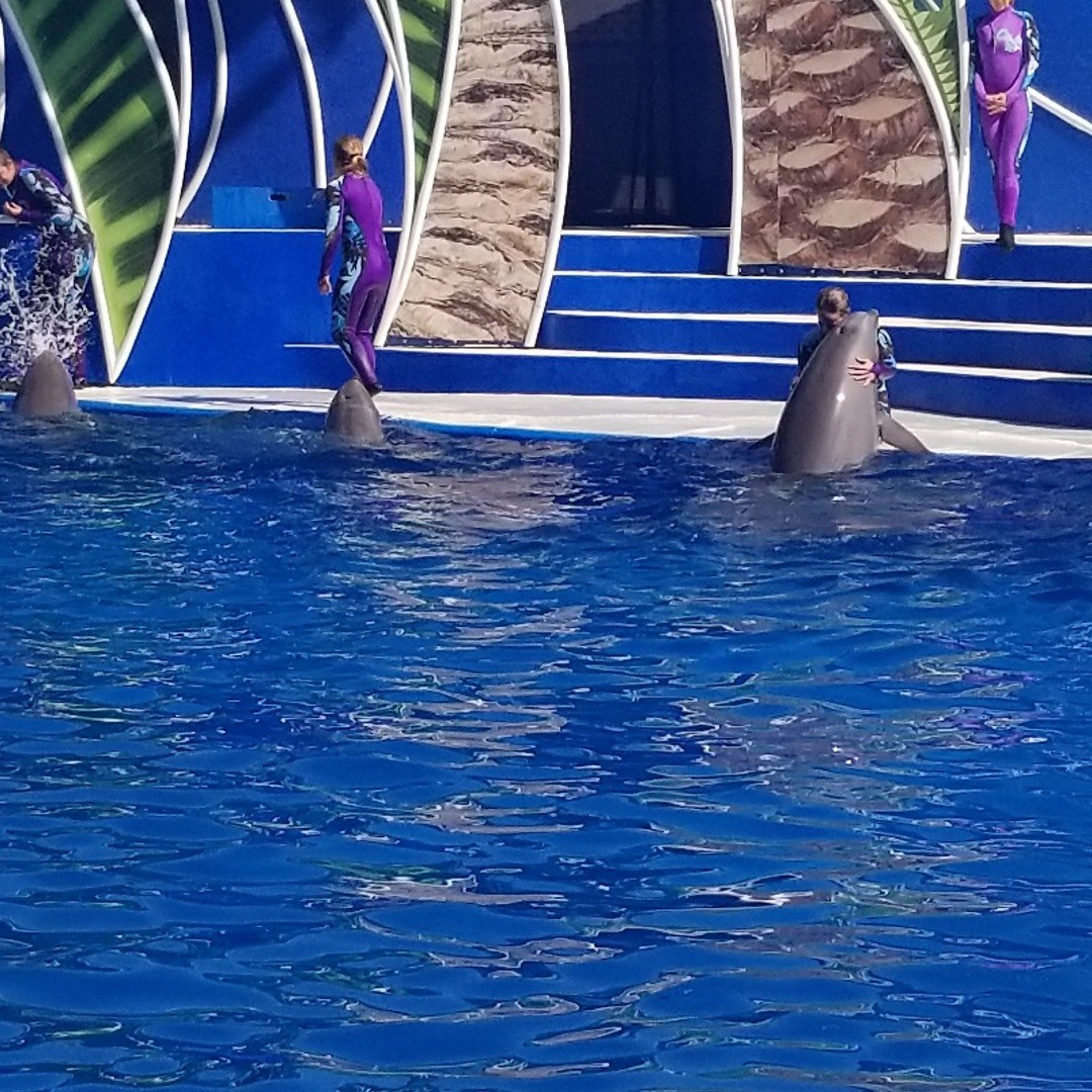 SeaWorld San Diego Discount Tickets - San Diego, CA | Tripster